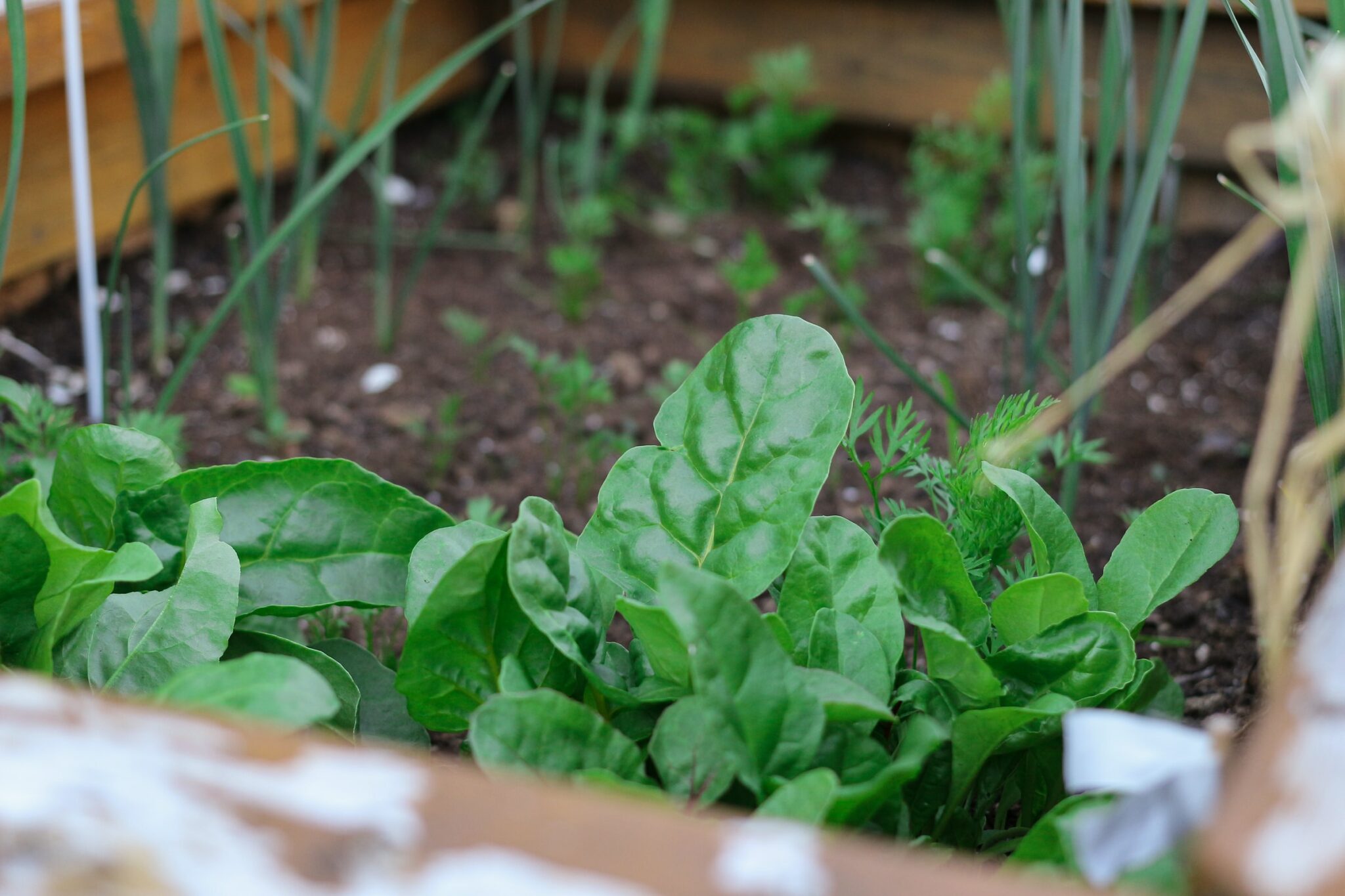 Want to Grow Food at Home? Here’s a Guide to Help You Get Started |ADDICTED