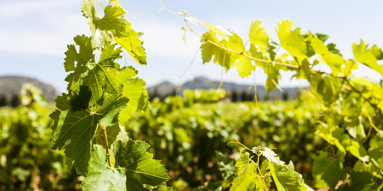 The True Diversity of Provence Wines - ADDICTED Magazine